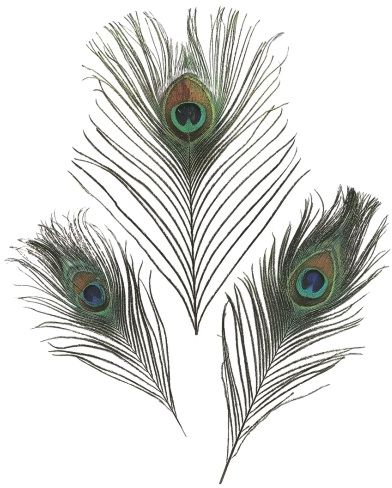 Декоративни паунови пера KPC - store.bg
