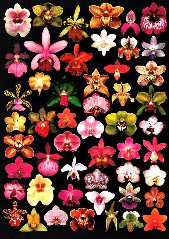 Хартия за декупаж Изобилие от орхидеи Finmark - store.bg